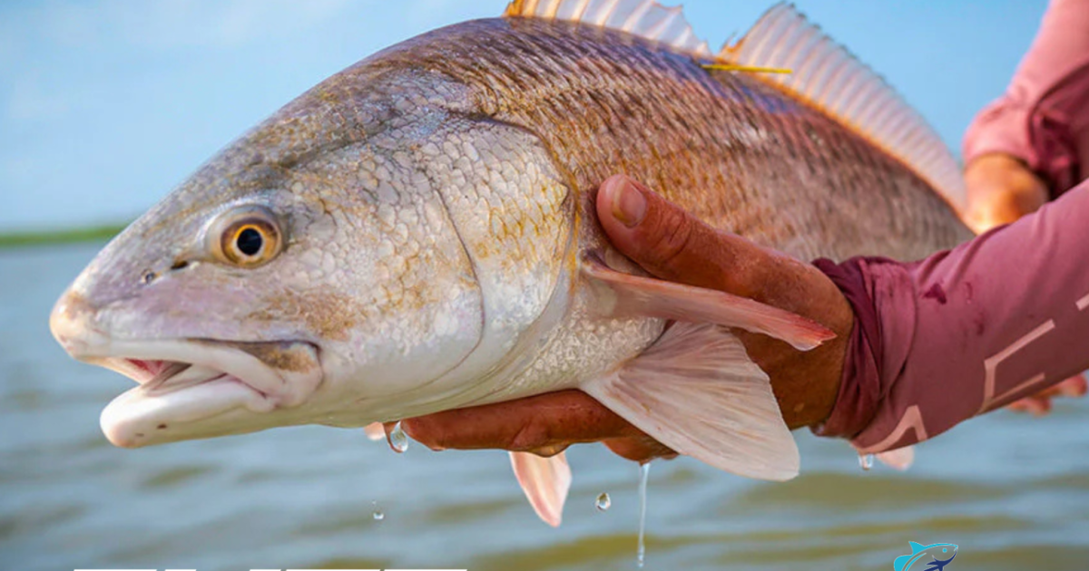 Elite Fishing Series: Redfish Release Tournament 2025 | Visit Jefferson ...